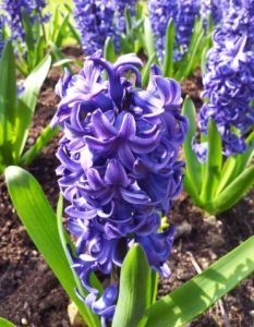 Greek God Apollo’s Consorts and Love Life - World History Edu