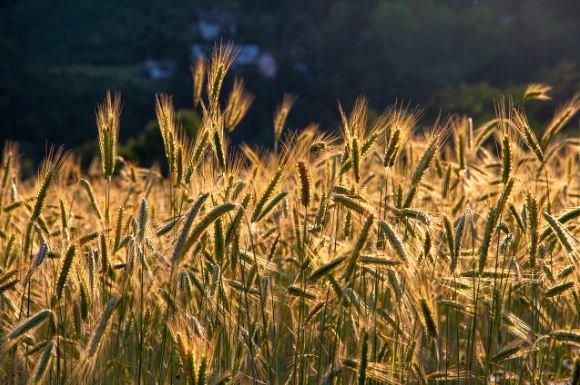 Trade in Ancient Carthage - World History Edu