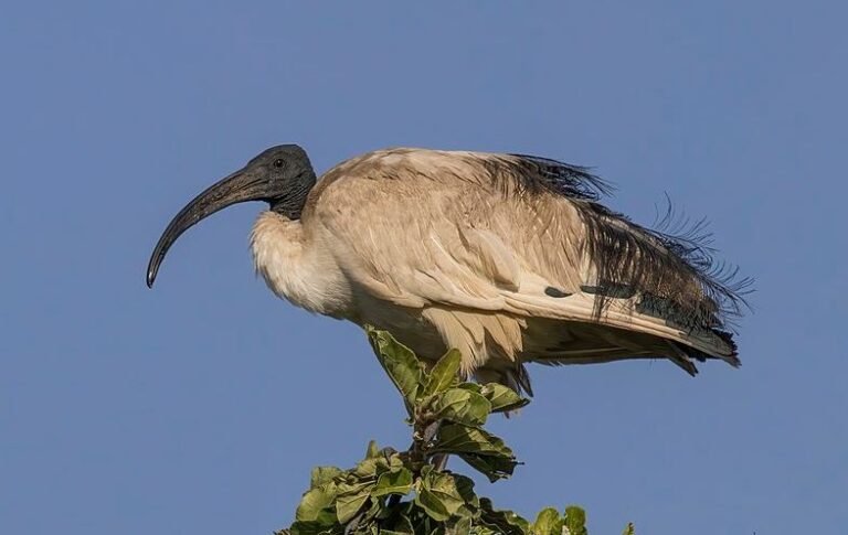 Sacred Ibis in Ancient Egypt - World History Edu