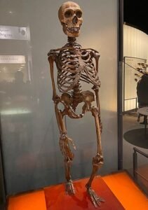 What is the connection between Neanderthal and Homo Sapiens? - World ...